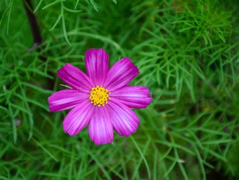 Purple Cosmos Flower Blooming At Garden Stock Image Image Of Nature