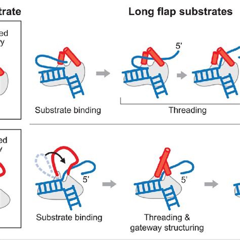 PDF Flap Endonuclease Of Bacteriophage T7 Possible Roles In RNA