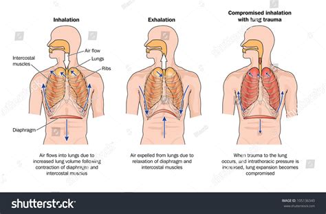 Muscles Of Inhalation And Exhalation Diagram Blogger Lagi