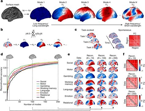 Nature挑战常规人类大脑的形状竟能影响它的工作方式 生物研究专区 生物谷