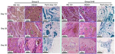 超顺磁响应性纳米纤维支架促进骨缺损修复的研究 生物与医学纳米技术研究组