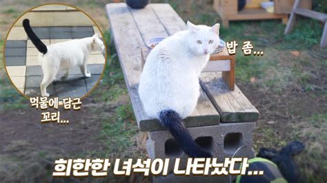 편의점 앞에서 구걸하던 길냥이가 마당까지 찾아왔어요 쫀니와 쪼꼬미들 🏝️베베집사 제주살이 Youtube