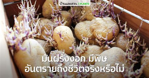 มันเทศ บ้านและสวน