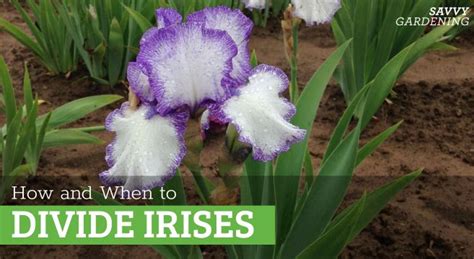 How To Divide Irises And Replant Them In The Garden
