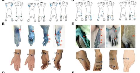 한의학연구원 침·뜸 놓는 자리 경혈 과학적으로 입증