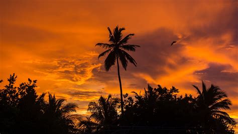 Palm Tree Sunset 4k Wallpapers Wallpaper Cave