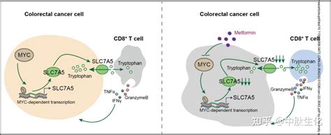 《癌症研究》：仁济医院团队揭示二甲双胍抗肠癌新机制！通过干预色氨酸代谢重塑免疫微环境！ 知乎