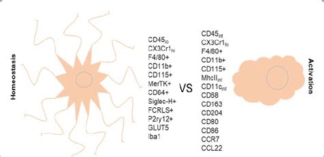 Microglia Markers At Homeostasis And After Activation In Homeostatic