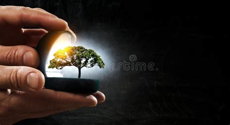 T Box With Green Tree Stock Image Image Of Spring 343441157