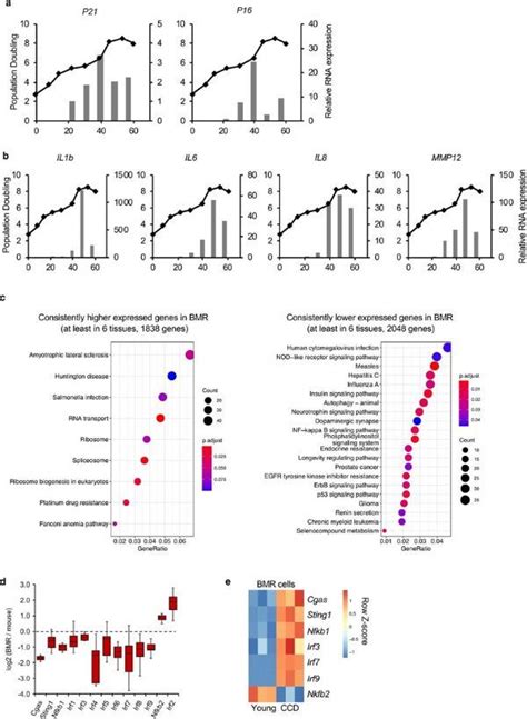 Nat Immunol垃圾DNA逆转录转座子或是一把双刃剑既能诱导肿瘤发生还能引发癌细胞死亡 专区 生物谷