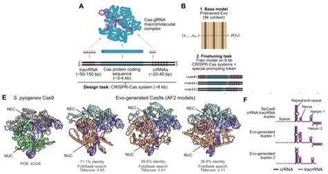 Paper Review Sequence Modeling And Design From Molecular To Genome