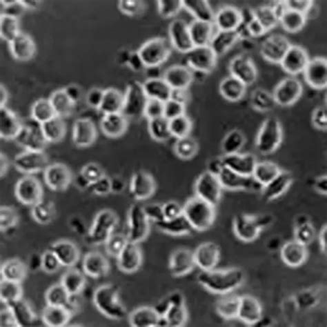 Amniotic Epithelial Cells Kosheeka