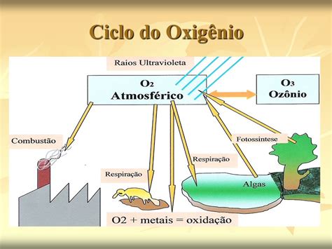 Biologia Na Escola Os Ciclos Biogeoquímicos