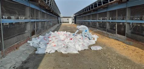 彰化縣防堵禽流感 完成大城鄉土雞場撲殺清場消毒工作 好視新聞網