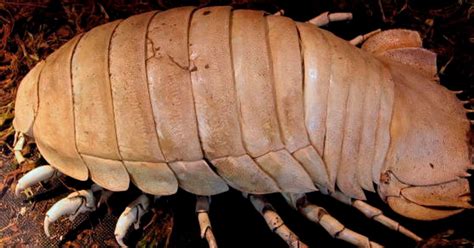 Crustáceo Que Parece Cucaracha Gigante Es Lo Más Pedido En Restaurante