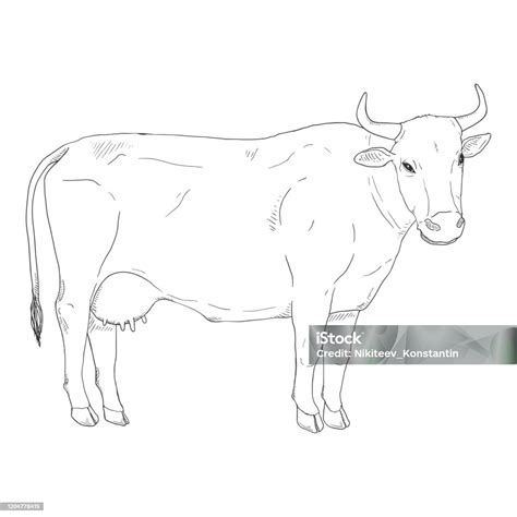 Sketsa Sapi Ilustrasi Vektor Yang Digambar Tangan Ilustrasi Stok Unduh Gambar Sekarang