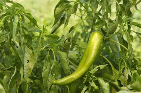 What Is The Best Compost For Chilli Plants At Geraldine Raposo Blog