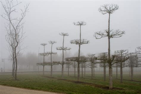 Topiary Trees Trees Range Ebben Nurseries