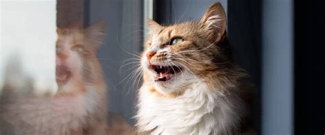 Weird Cat Behaviors