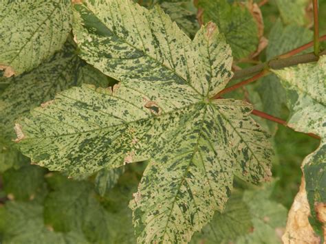 Esk Sunset Maple August 2011 Outdoor Gardens Plant Leaves Plants
