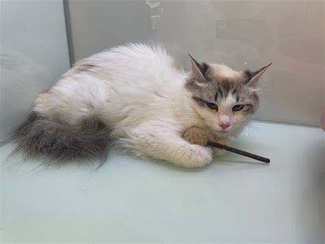 렉돌 나옹이 노르웨이숲성격 데본렉스성격 뱅갈성격 샴성격 셀커크렉스성격 스핑크스성격 아메리칸숏헤어성격 아메리칸컬성격 아비시니안성격 엑조틱성격 터키시앙고라성격 페르시안성격