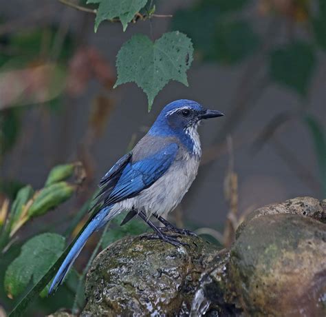 Pictures And Information On Western Scrub Jay