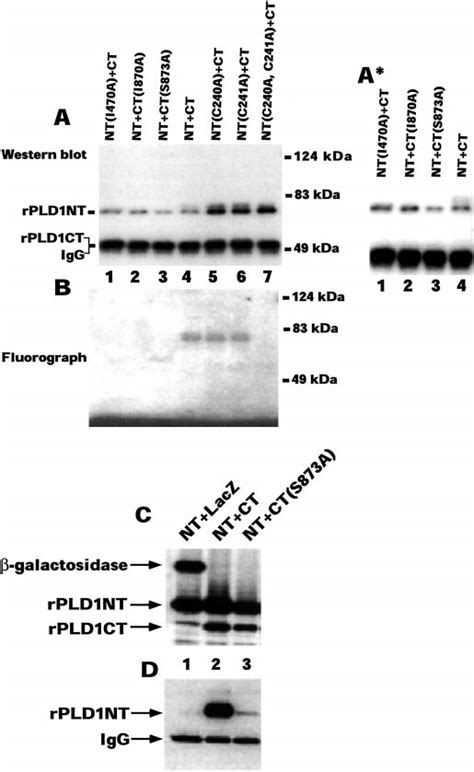 Requirement Of Interdomain Association For Palmitoylation Of Rpld1 Download Scientific Diagram