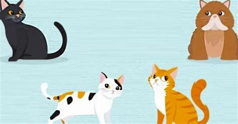 Тест на личность выбери кошку и узнай что ты на самом деле влюблен