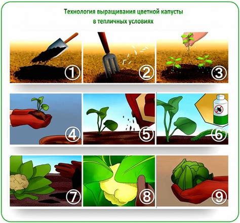 Технология выращивания цветной капусты