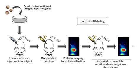 Schematic Overview Of The Steps Involved In Indirect Cell Labeling Download Scientific Diagram