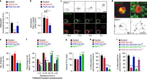 Pi3k C2α Dependent Rab11 Activation On Ptdins 3 P Positive Endosomes A Download Scientific