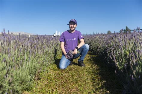 Campos de lavanda rota turística incentiva o cultivo no Paraná