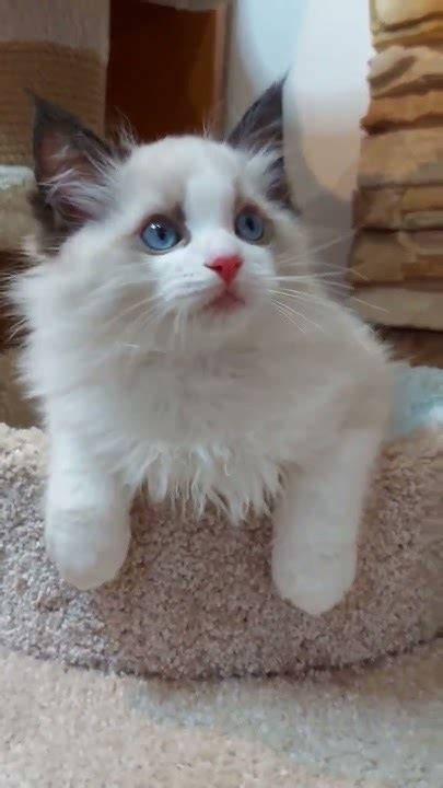 рэгдолл кошка рэгдолл регдолл Plushdollru Ragdoll котята котики
