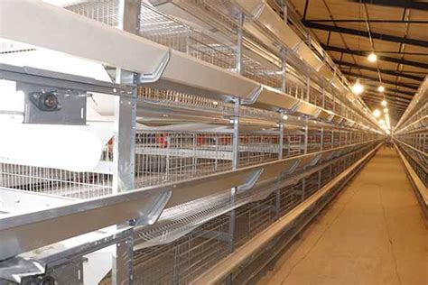 The Best Fully Automatic Chicken Raising Equipment For Sale Livi