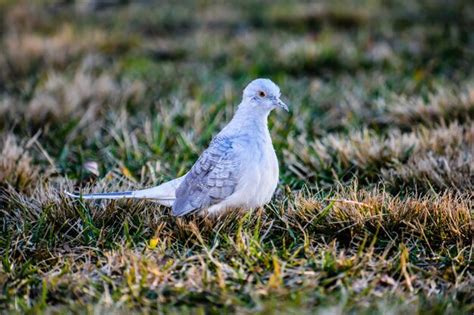 Premium Photo Close Up Of Seagull On Field