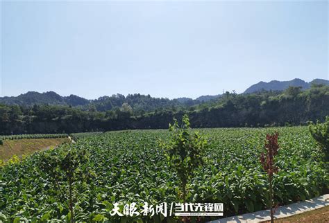 【绿色发展蹄疾步稳】废弃矿坑经生态修复后重现生机｜ 凤冈县不毛之地转身变沃土大田坎矿山土壤