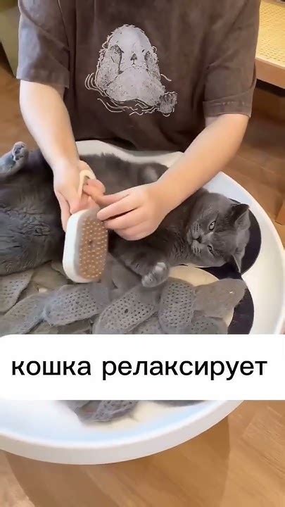 🤯 Уникаллная счëтка для пушистика 🤯 пушистик кот Youtube