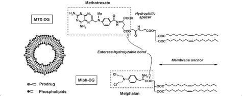 Molecular Structures Of The Diglyceride Ester Conjugates Of