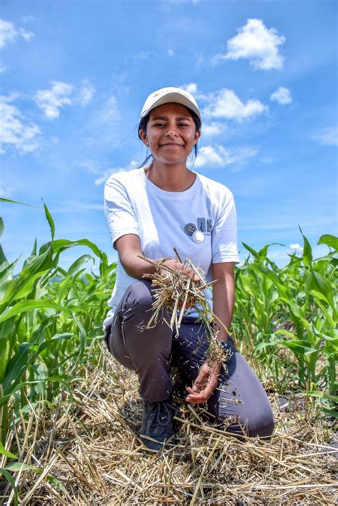 Prácticas Agrícolas Sustentables En El Campo Mexicano Periódico Mi Tierra