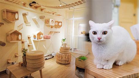 【旺角好去處】旺角新開1000呎貓貓cafe 全港首間設戶外空間！與貓b零距離接觸設貓咪領養服務 港生活 尋找香港好去處