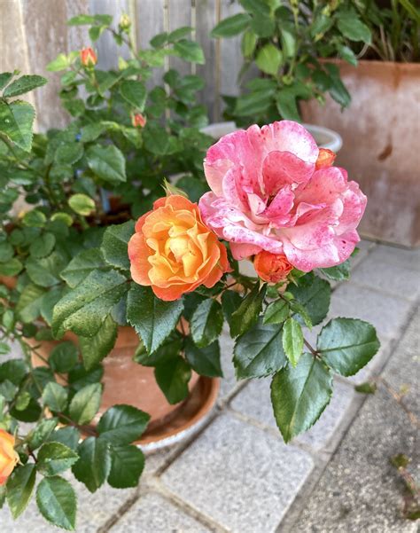 ようやく、薔薇が咲く｜woolab