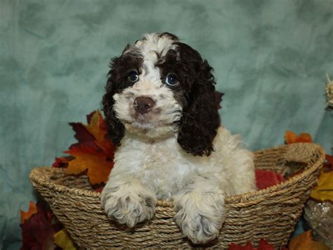 Cockapoo Puppy Brown And White Id19819 Located At Petland Rome Georgia