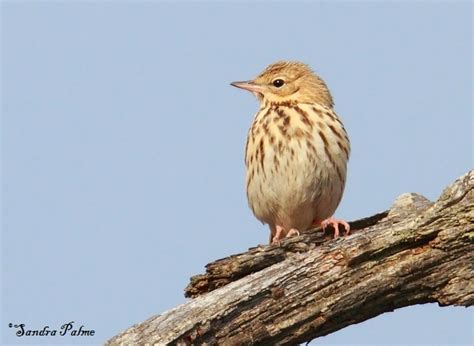 Tree Pipit Bird Photos By Sandra Palme