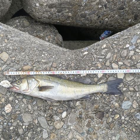 フィッシングマックス 関西の釣果 大阪神戸和歌山の釣果情報