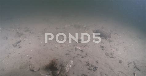 Ocean Scenery Barren Field Of Smashed Shells Mostly Scallop Shells On Sandy Stock Footage