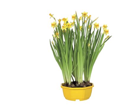 Potted Daffodil Bulbs Lidl — Great Britain Specials Archive
