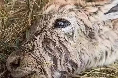 她在生命禁区蛰伏三年 冒死拍下野生动物绝密画面野生动物藏羚羊可可西里新浪新闻