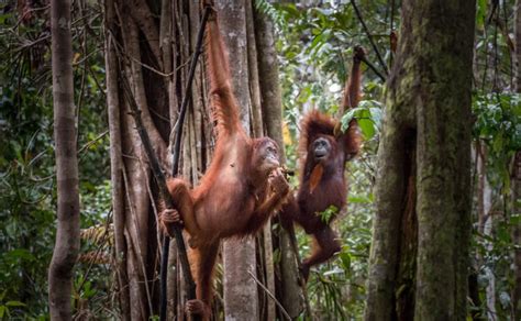 10 Best Things To Do In Indonesia Ultimate Travel Guide With Where To