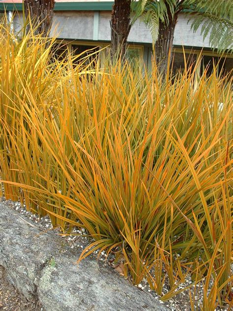 Best 11 Arundo Donax Giant Cane Elephant Grass Carrizo Arundo