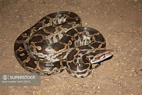 Indian Rock Python Python Molurus Non Venomous Rare This Is The Largest